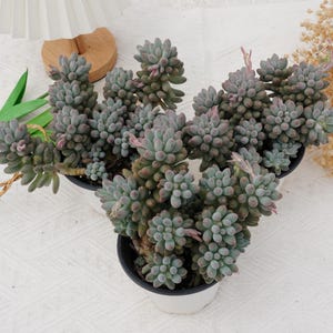 Pachyphytum Baby Finger, Rare Succulent and Best Gift - Etsy