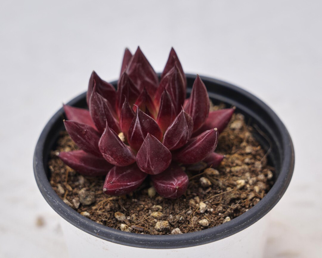 Echeveria Psyche, Rare Succulent and Best Gift - Etsy