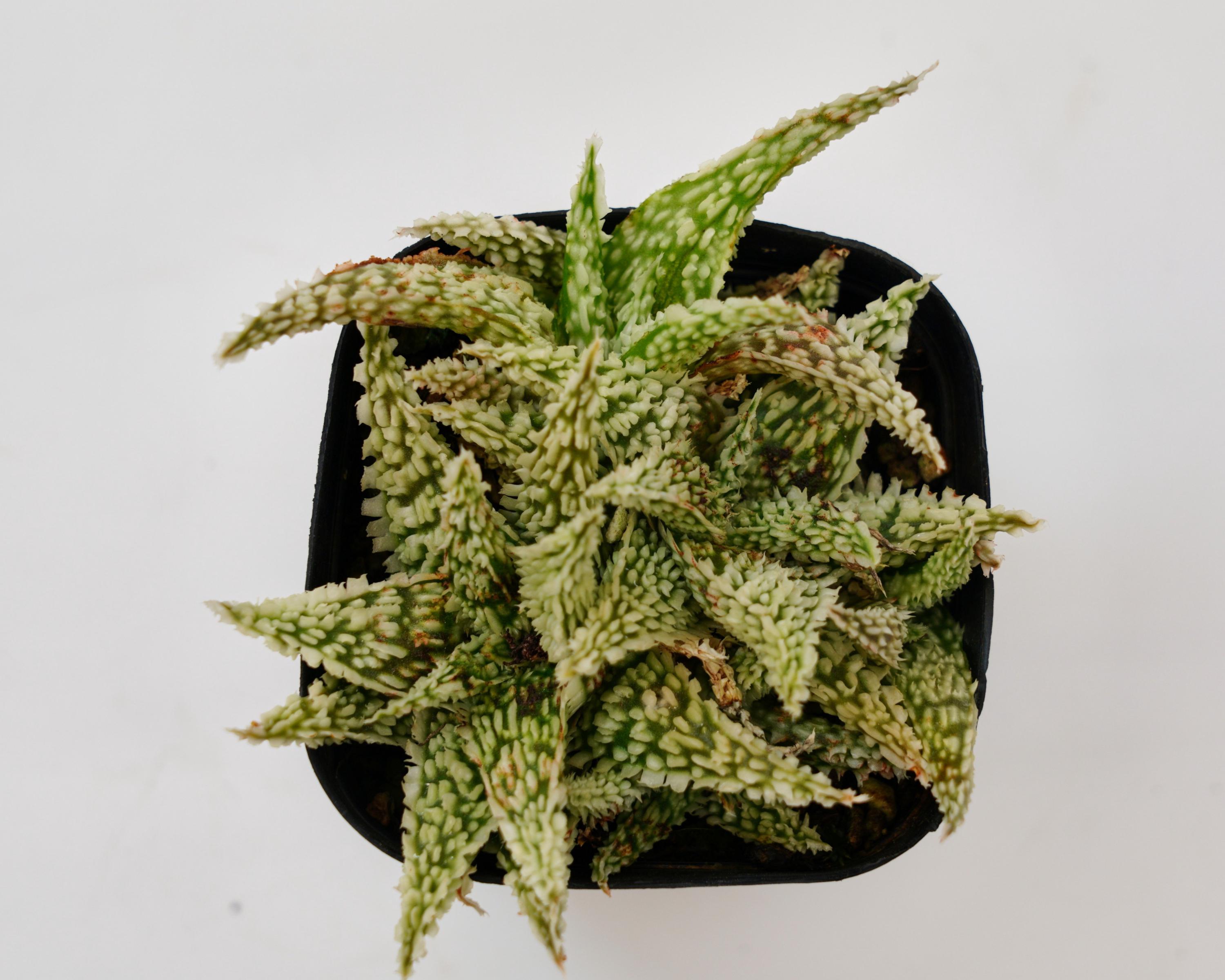 Haworthia Godzilla Aloe, Rare Succulent and Best Gift - Etsy