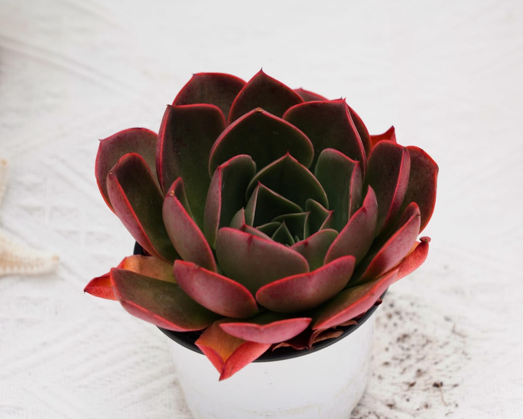 Echeveria Relena, Rare Succulent and Best Gift - Etsy