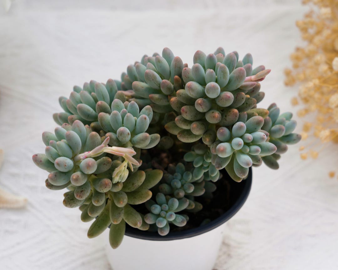 Pachyphytum Baby Finger, Rare Succulent and Best Gift - Etsy