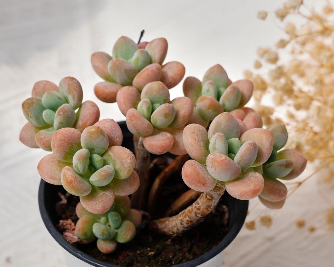Graptosedum Miul, Rare Succulent and Best Gift - Etsy