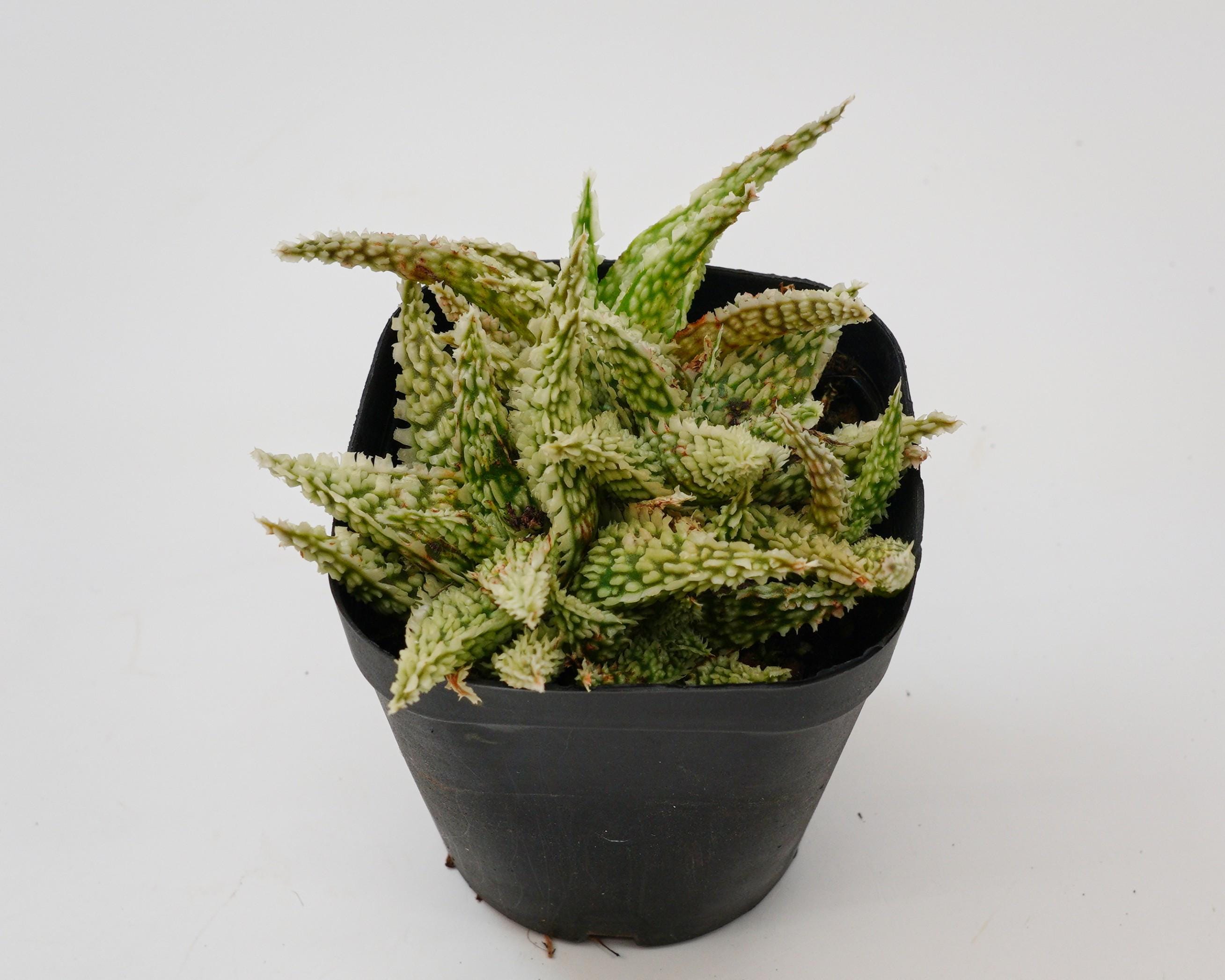 Haworthia Godzilla Aloe, Rare Succulent and Best Gift - Etsy
