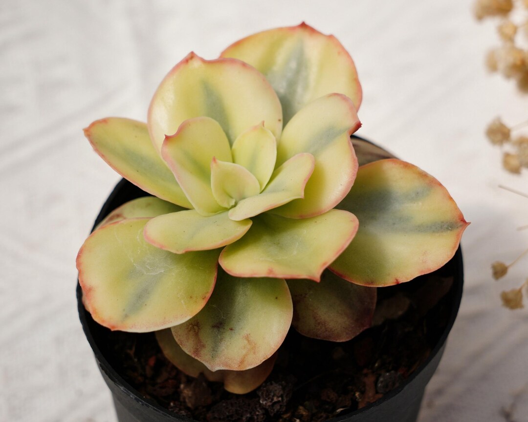 Echeveria Sunyan Variegated, Rare Succulent and Best Gift - Etsy