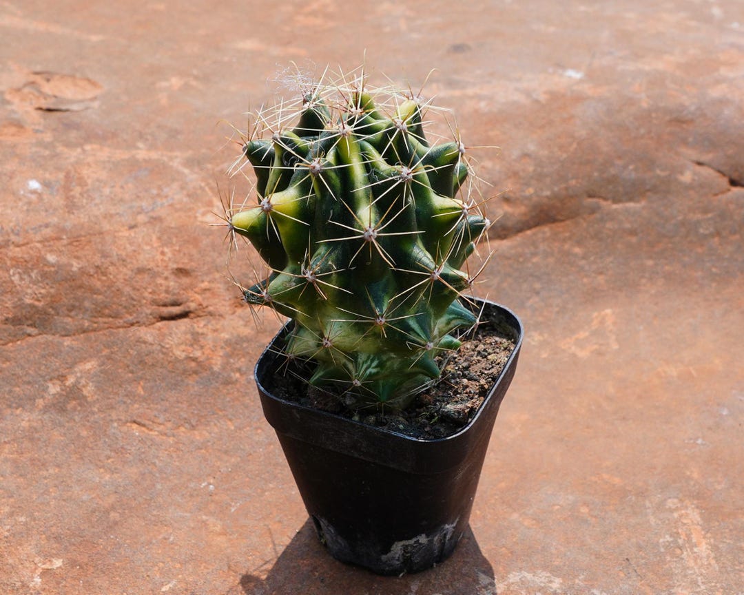 Hamatocactus Hamatacanthus Variegated, Rare Succulent and Best Gift - Etsy