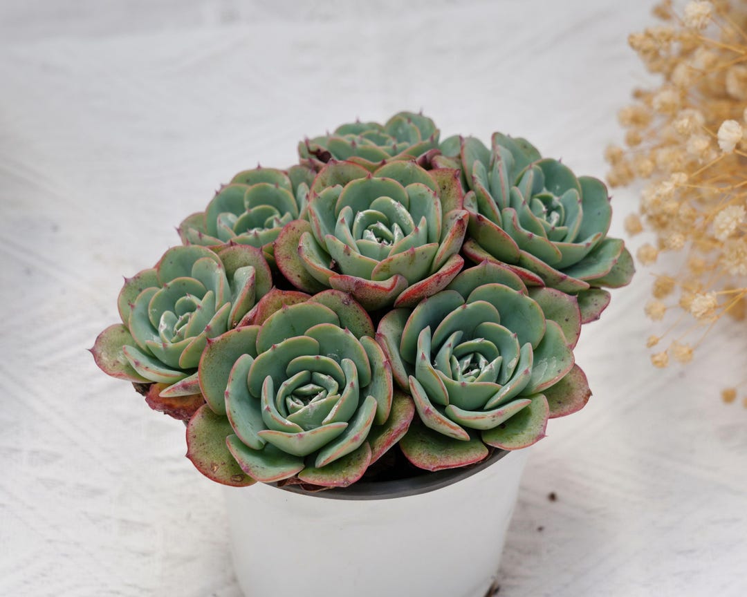 Echeveria Atlantis, Rare Succulent and Best Gift - Etsy
