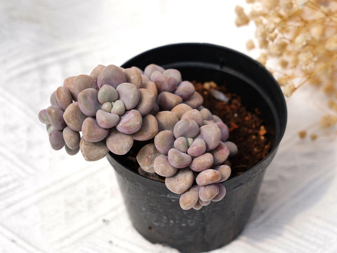 Graptopetalum Ellen, Rare Succulent and Best Gift - Etsy