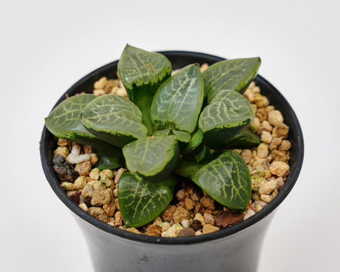Haworthia Compt Caioa, Rare Succulent and Best Gift - Etsy