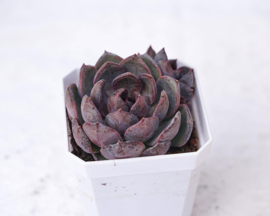 Echeveria Blueberry, Rare Succulent and Best Gift - Etsy