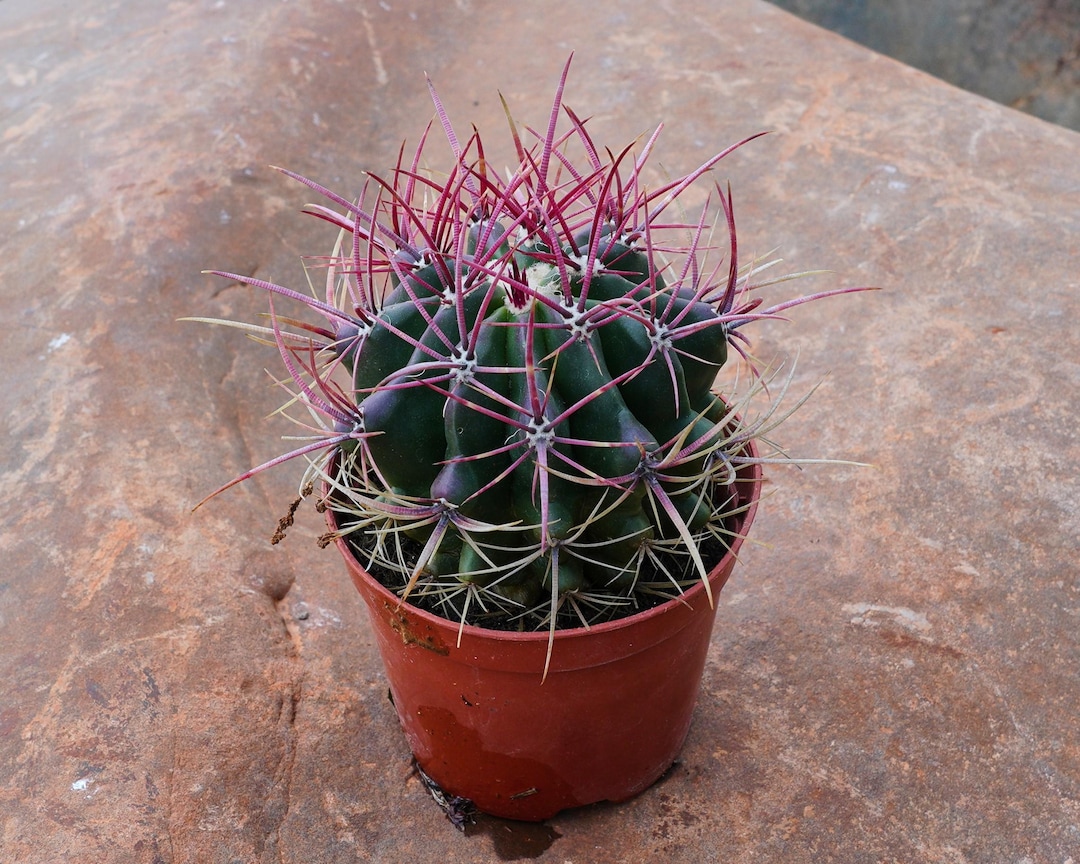 Ferocactus Pilosus, Rare Succulent and Best Gift - Etsy