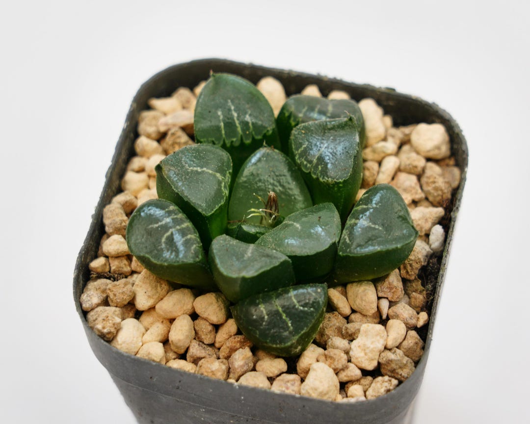 Haworthia Correcta Ji Cui, Rare Succulent and Best Gift - Etsy
