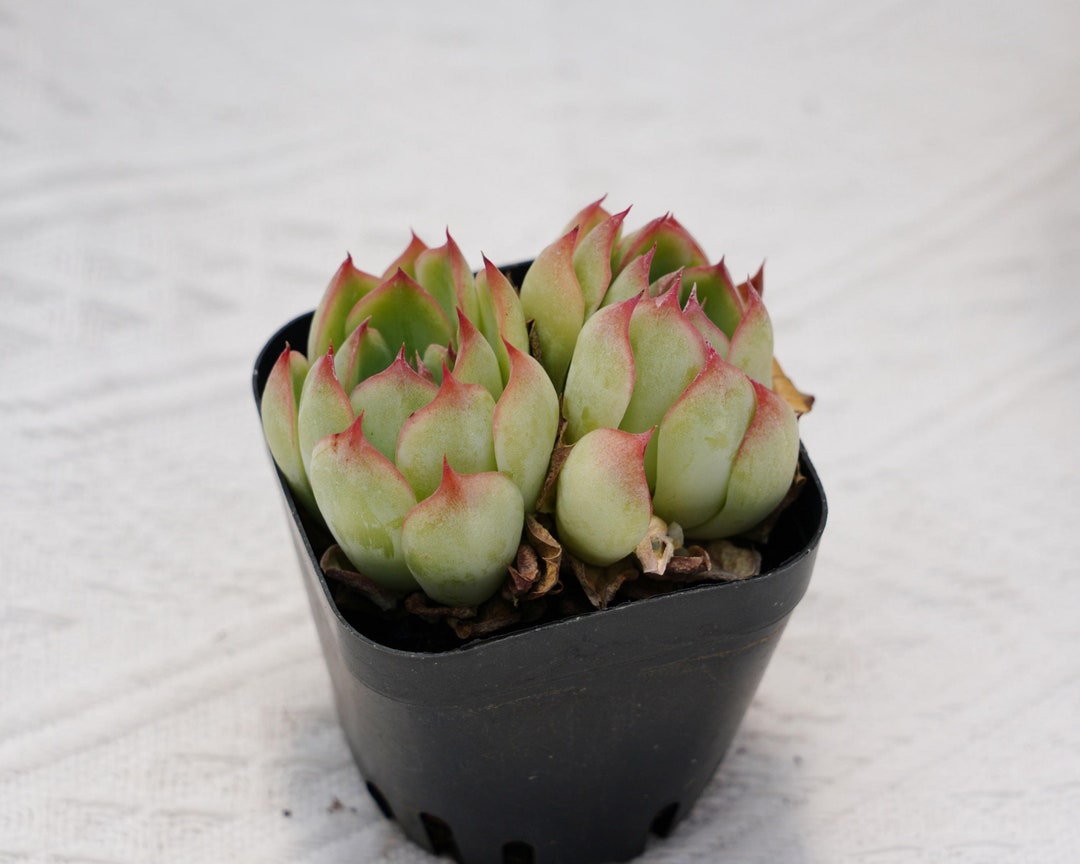 Echeveria Soul Fairy, Rare Succulent and Best Gift - Etsy