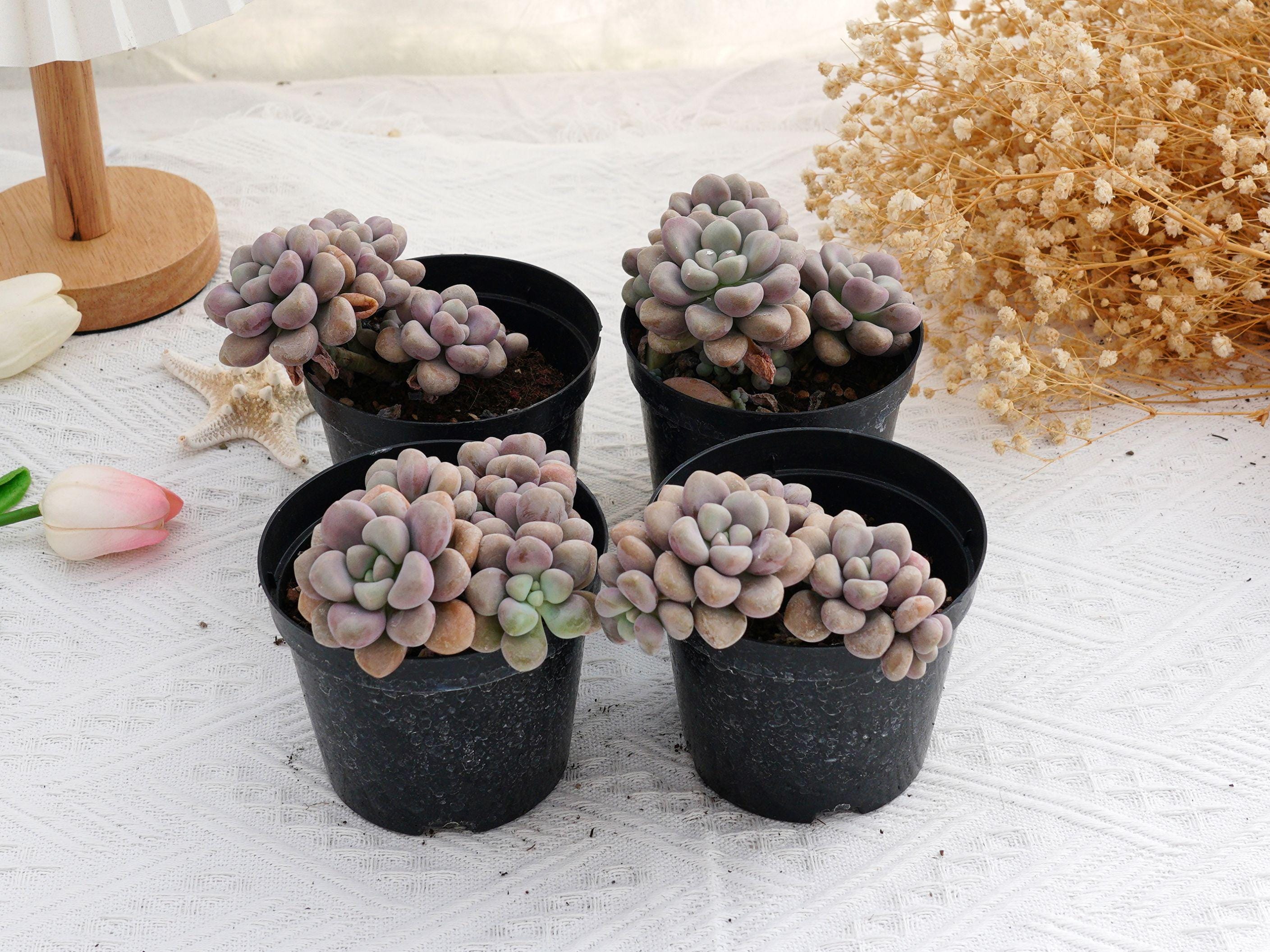 Graptopetalum Ellen, Rare Succulent and Best Gift - Etsy
