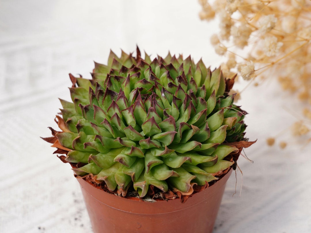 Echeveria Valkyrie, Rare Succulent and Best Gift - Etsy