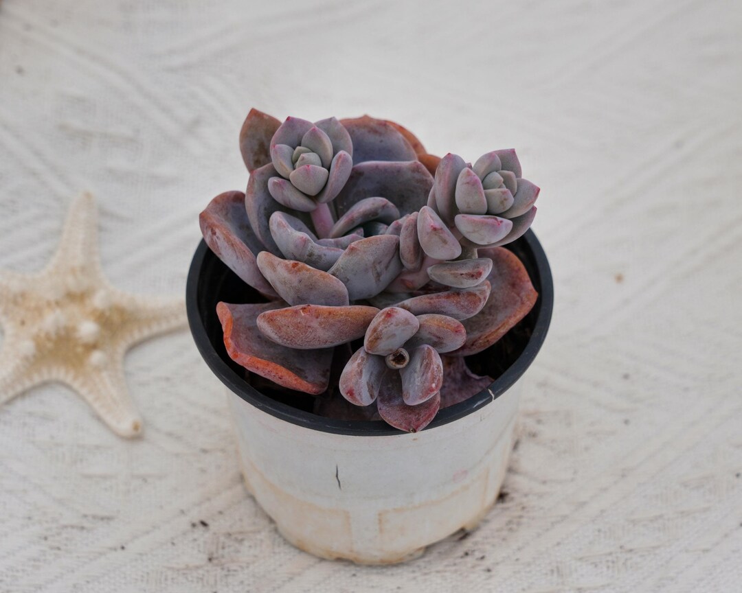 Echeveria Sakura Fall, Rare Succulent and Best Gift - Etsy