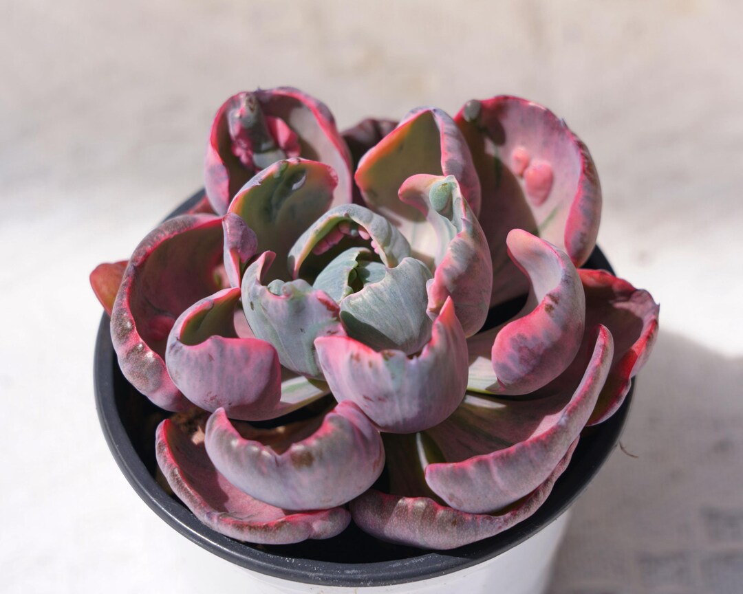 Echeveria Tears Trace Variegated, Rare Succulent and Best Gift - Etsy
