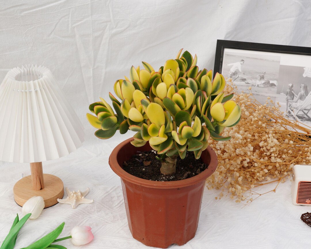 Echeveria Moon Flower Variegated,rare Succulent and Best Gift - Etsy