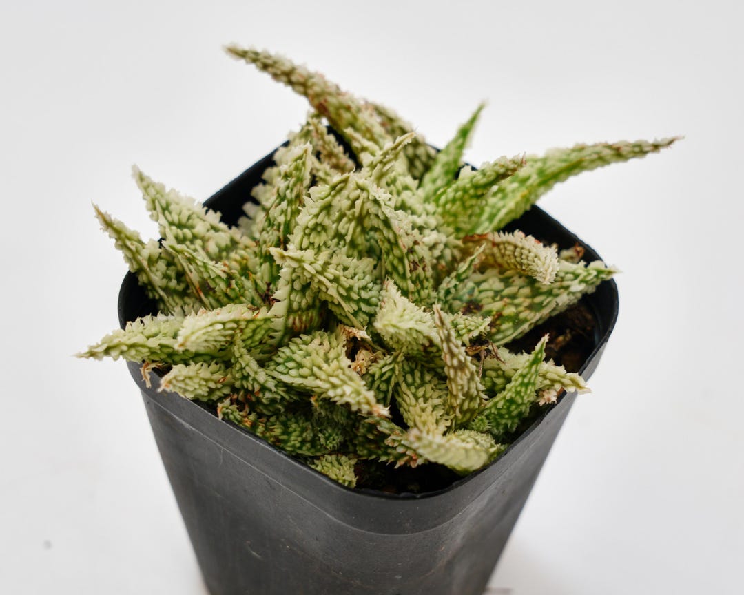 Haworthia Godzilla Aloe, Rare Succulent and Best Gift - Etsy