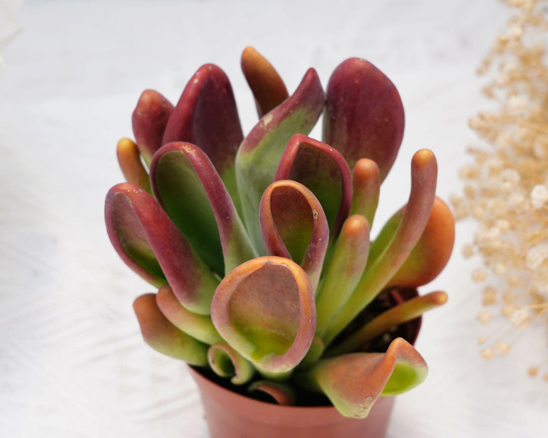 Kanlanchoe Firefox, Rare Succulent and Best Gift - Etsy
