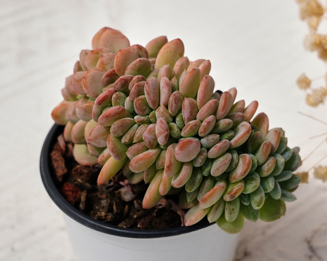 Echeveria Amber Crested Rare Succulent And Best T Etsy