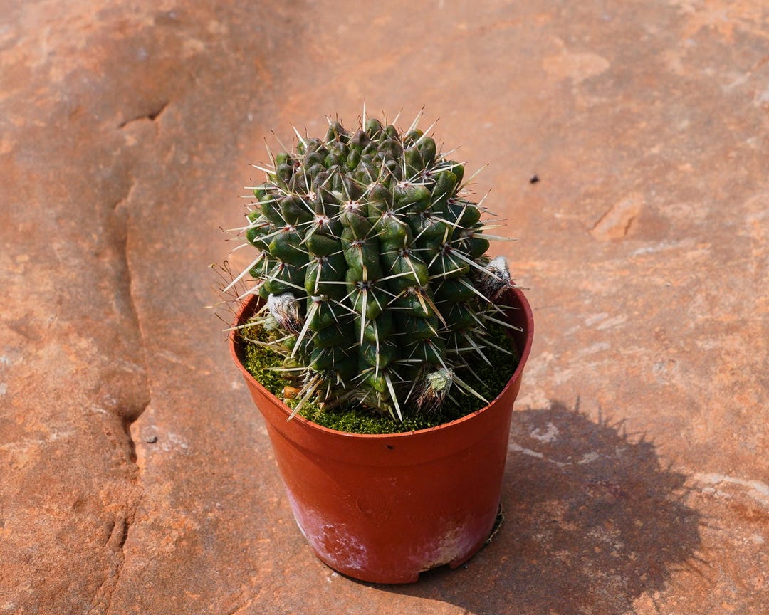 Echinopsis Leopard, Rare Succulent and Best Gift - Etsy