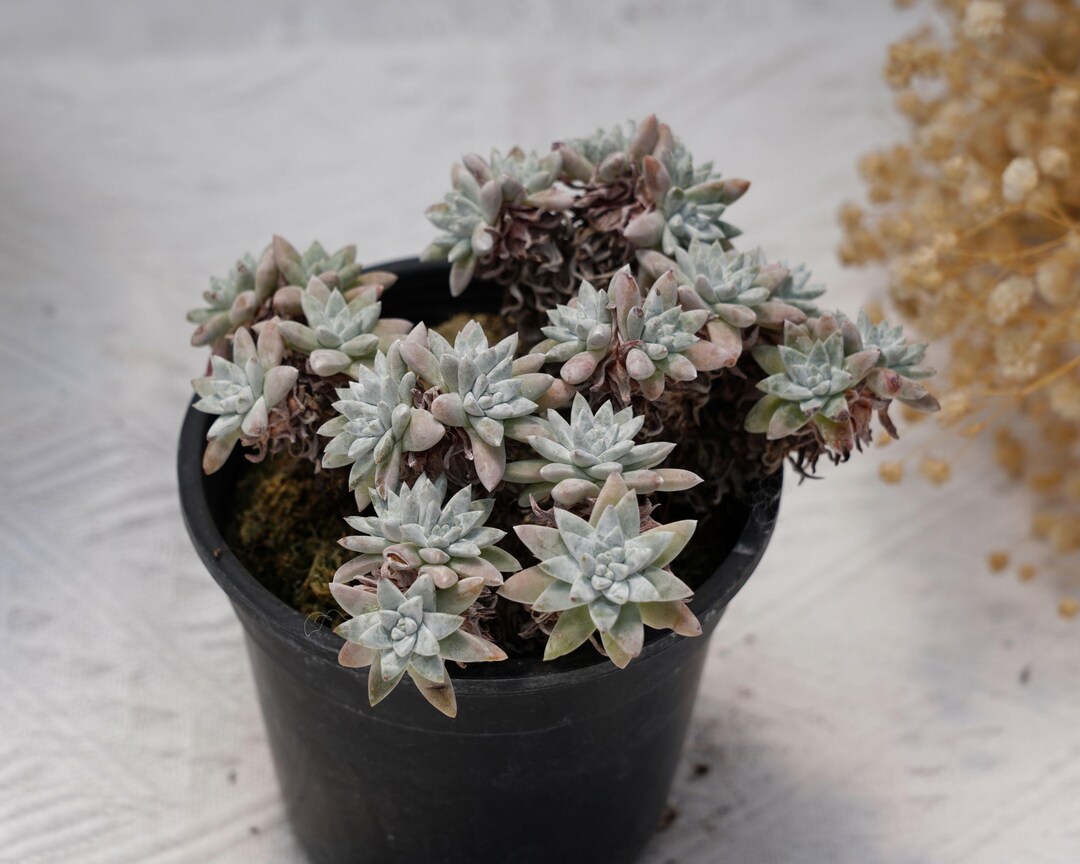 Dudleya Greenei White Sprite, Rare Succulent and Best Gift - Etsy