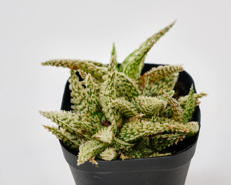 Haworthia Godzilla Aloe, Rare Succulent and Best Gift - Etsy