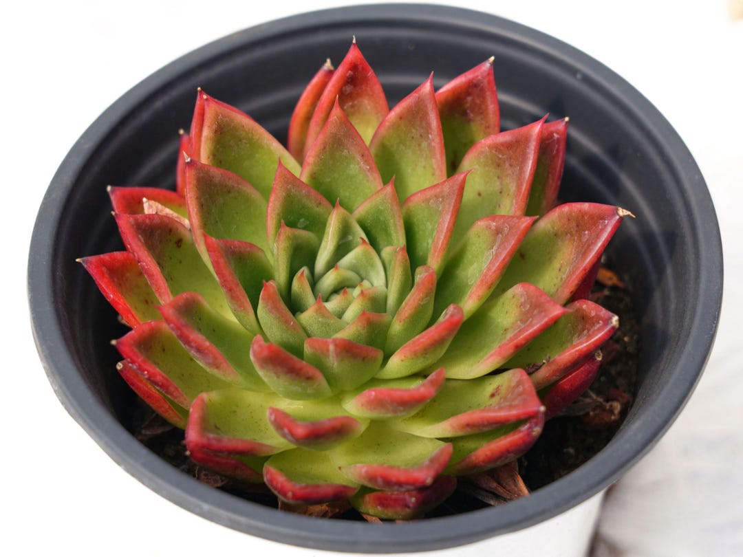Echeveria Agavoides Red Edge,rare Succulent and Best Gift - Etsy