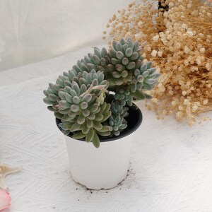 Pachyphytum Baby Finger, Rare Succulent and Best Gift - Etsy