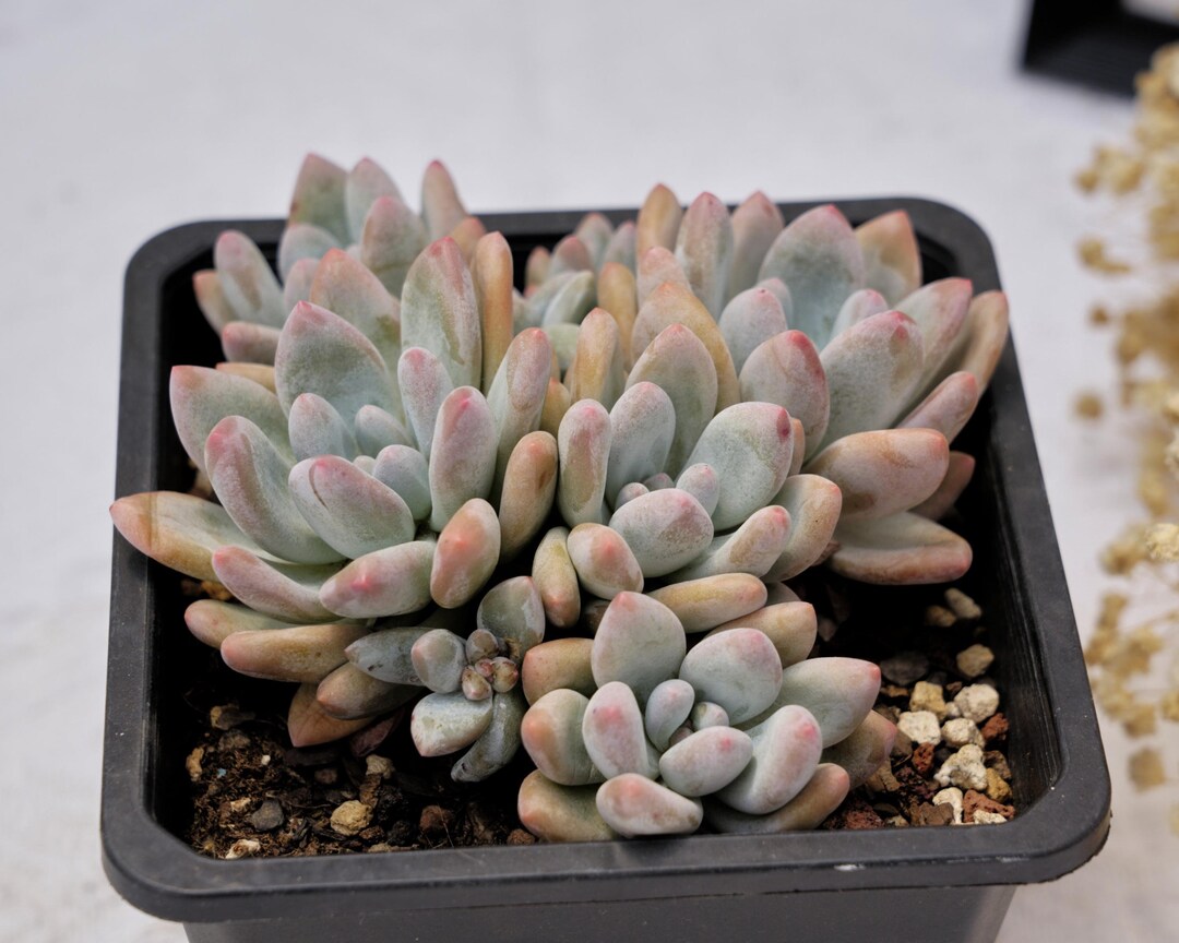 Pachyveria Elaine Reinelt, Rare Succulent and Best Gift - Etsy