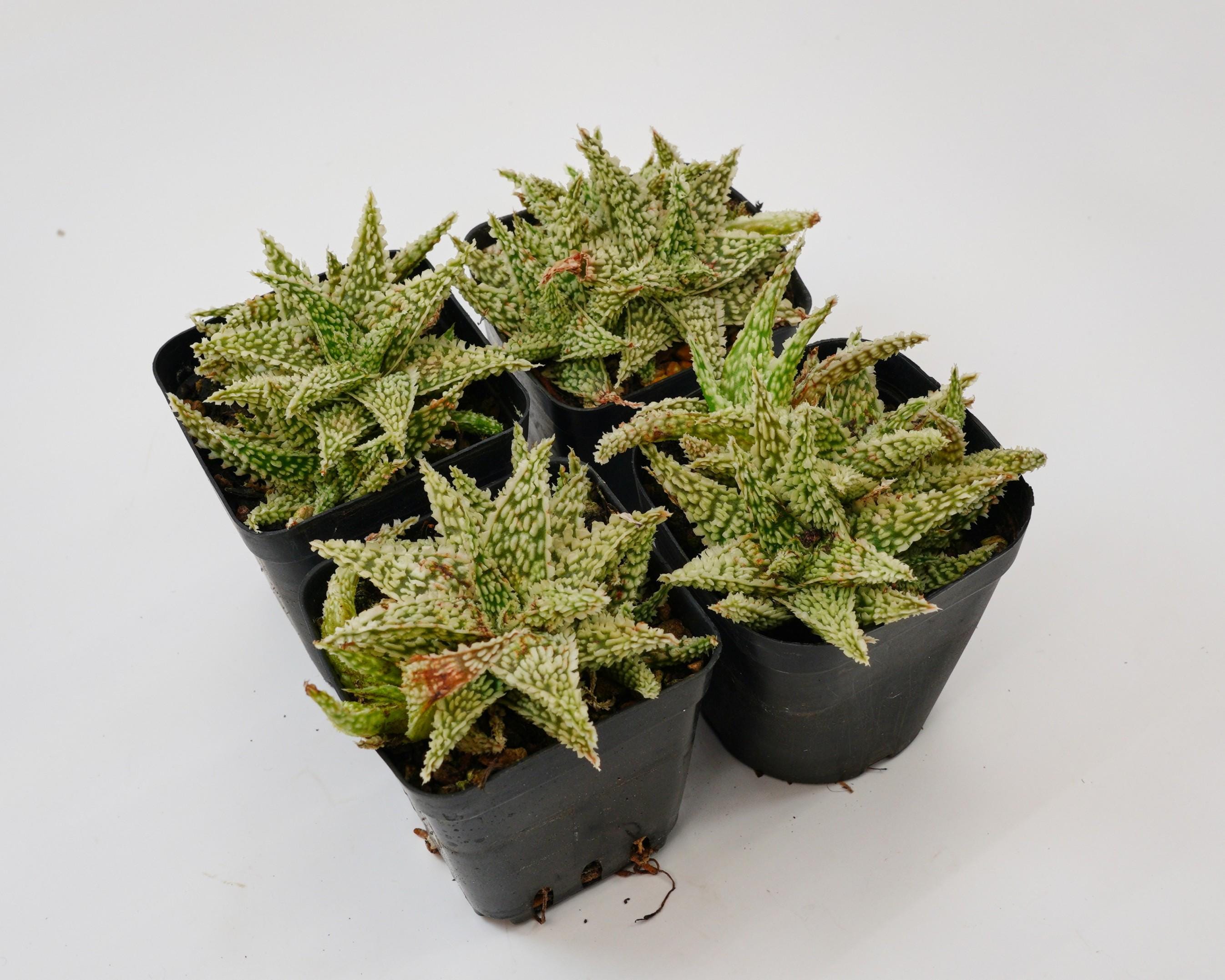 Haworthia Godzilla Aloe, Rare Succulent and Best Gift - Etsy