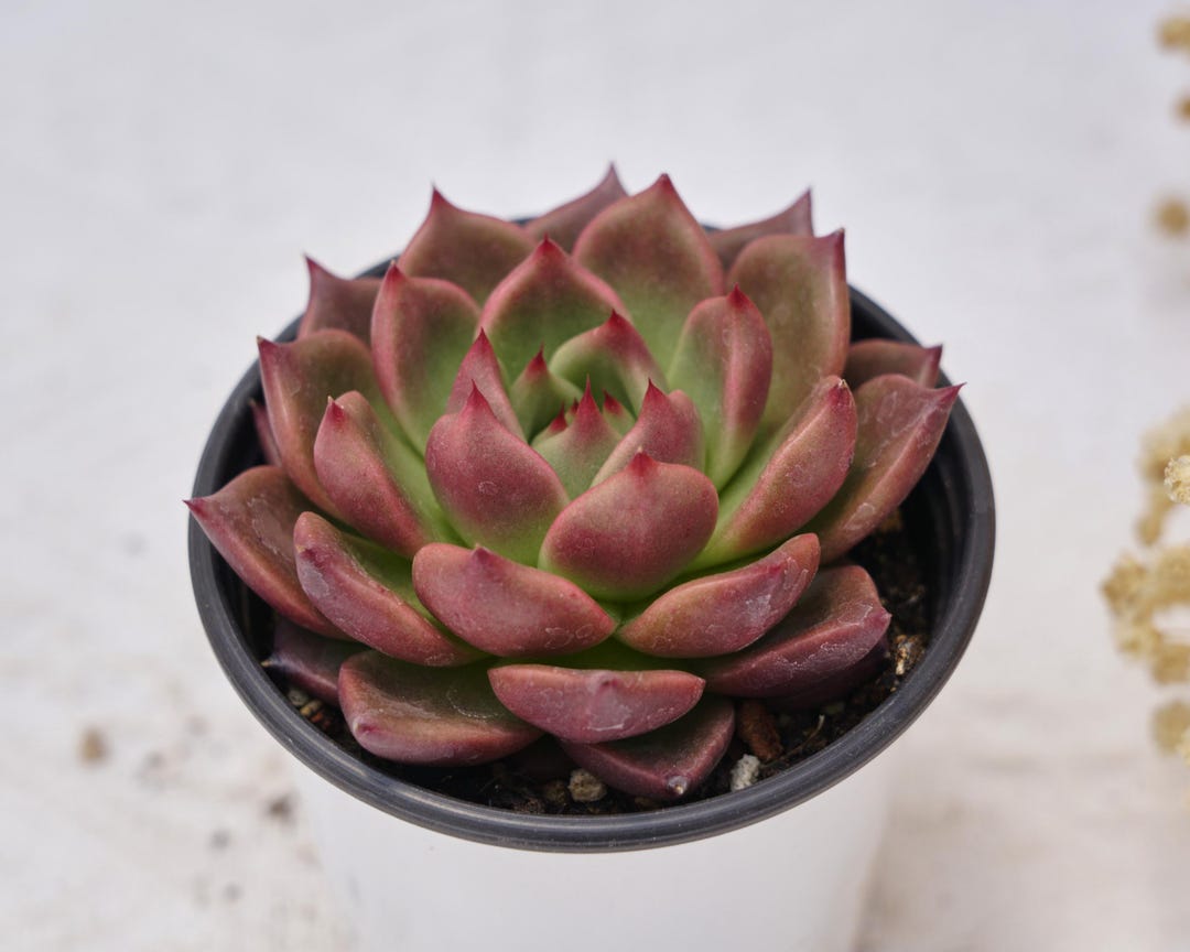 Graptoveria Chi Dragon, Rare Succulent and Best Gift - Etsy