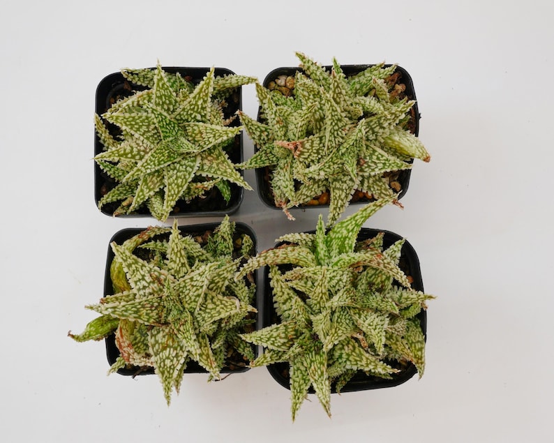 Haworthia Godzilla Aloe, Rare Succulent and Best Gift - Etsy