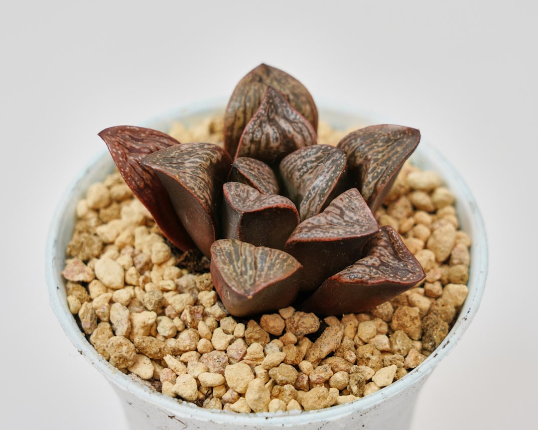 Haworthia Inca Rose, Rare Succulent and Best Gift - Etsy