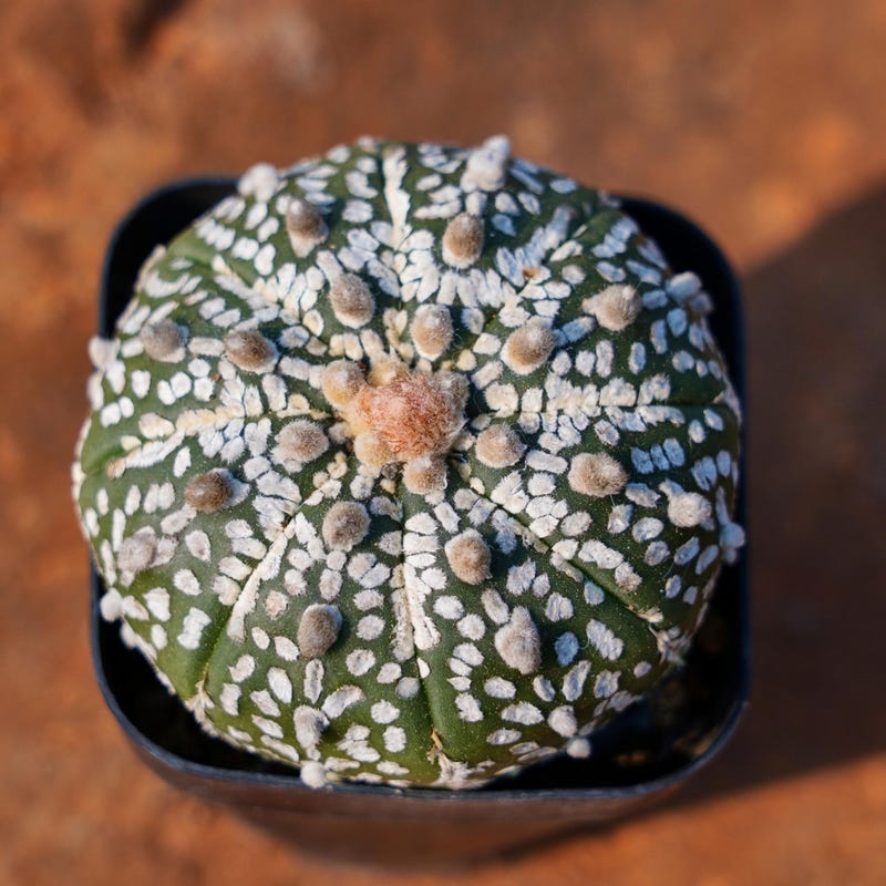 Astrophytum Seeds - Etsy