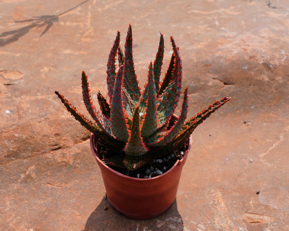 Aloe Christmas Carol, Rare Succulent and Best Gift - Etsy