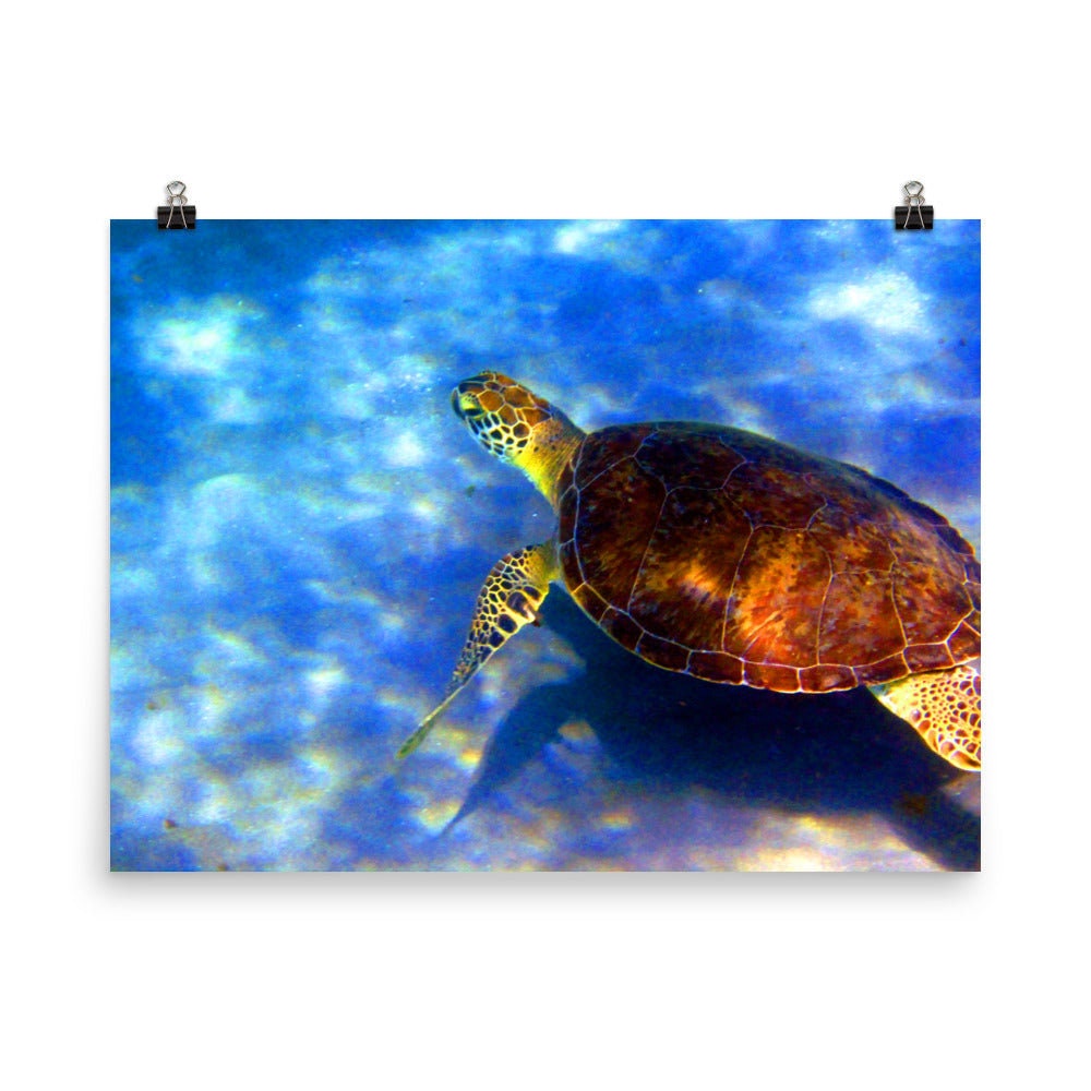 Turtle Trek Poster: Dive Into Florida's Underwater Wonderland - Etsy