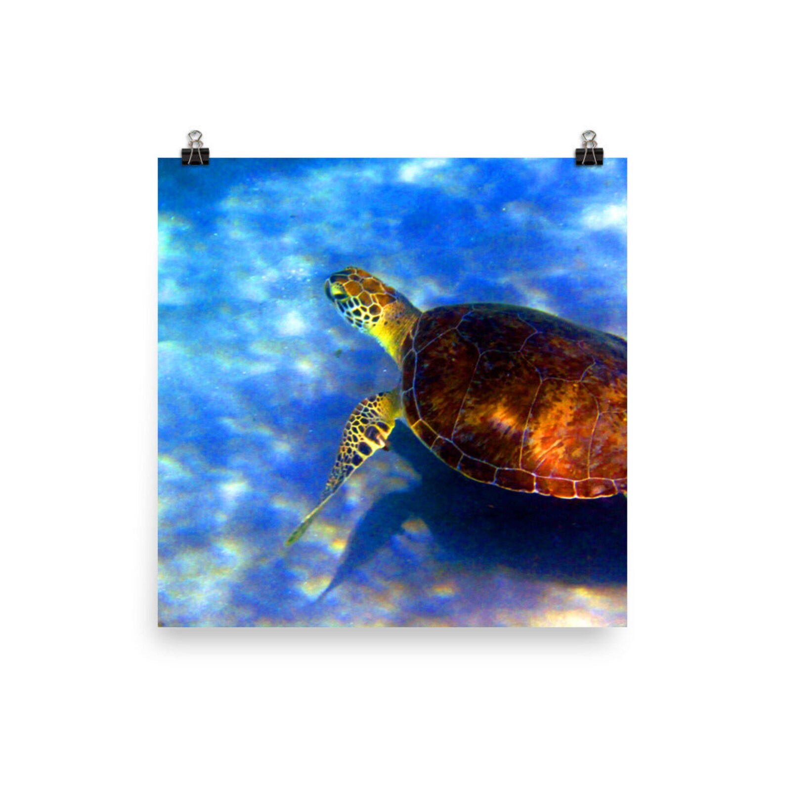 Turtle Trek Poster: Dive Into Florida's Underwater Wonderland - Etsy