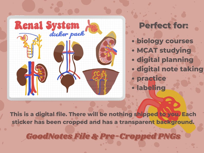 Kidney System | Digital Stickers | Goodnotes File and Pre-cropped PNG ...