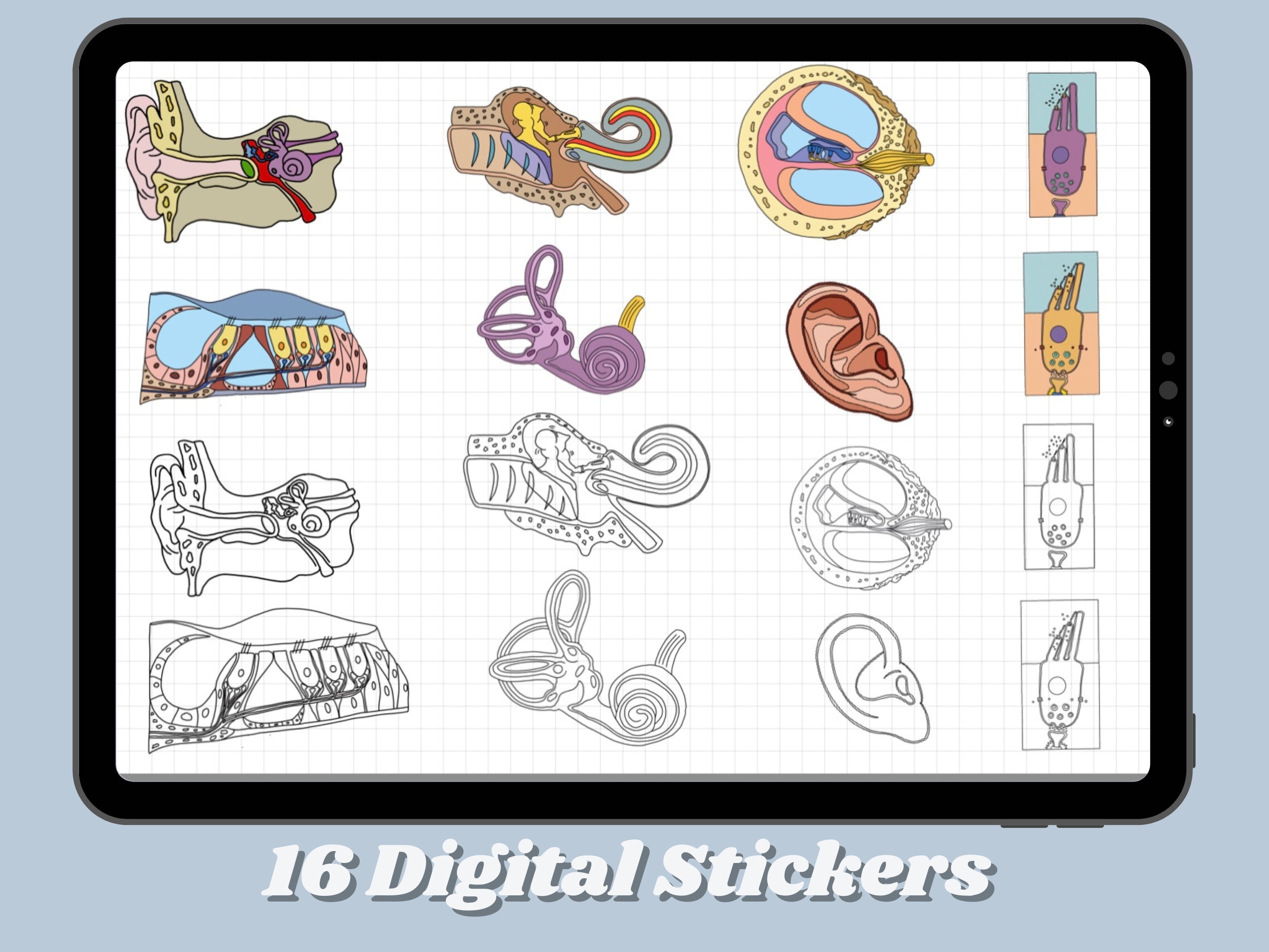 Auditory System | Digital Stickers | Goodnotes File and Pre-cropped PNG ...