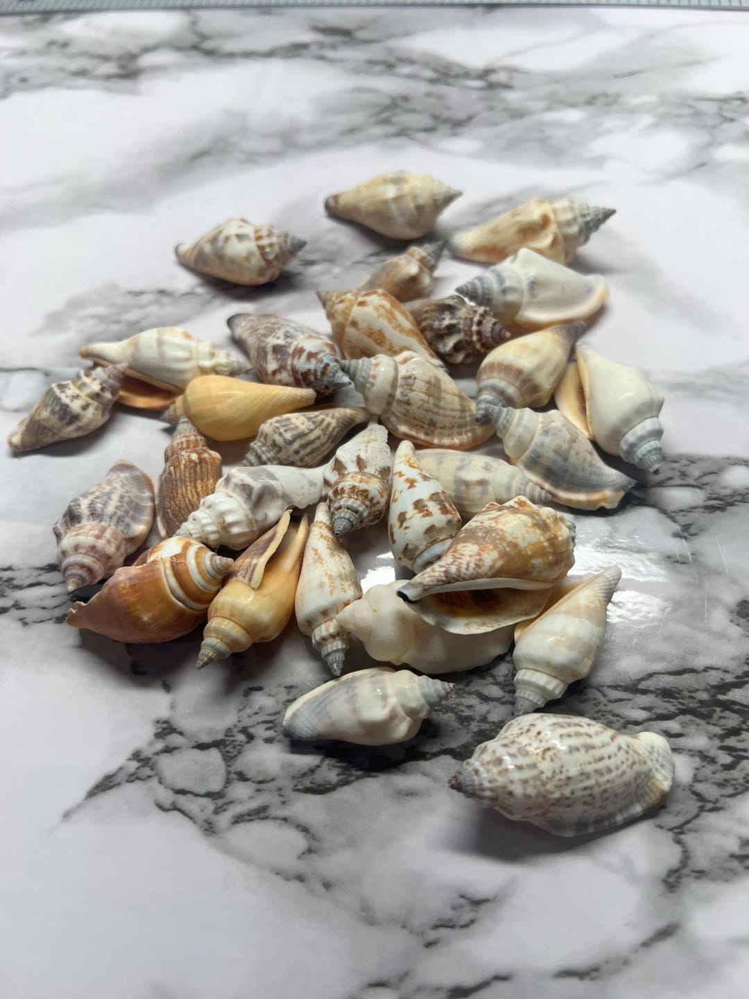 Fighting Small Conch Shells 1.5” L 30 Pcs in A Lot - Etsy