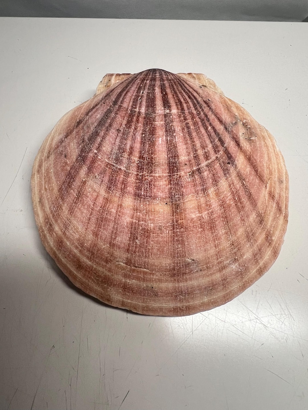 Scallop Shell 5 1/2” W 1 3/4” H Natural Top and Bottom Lot#3 Atlantic ...