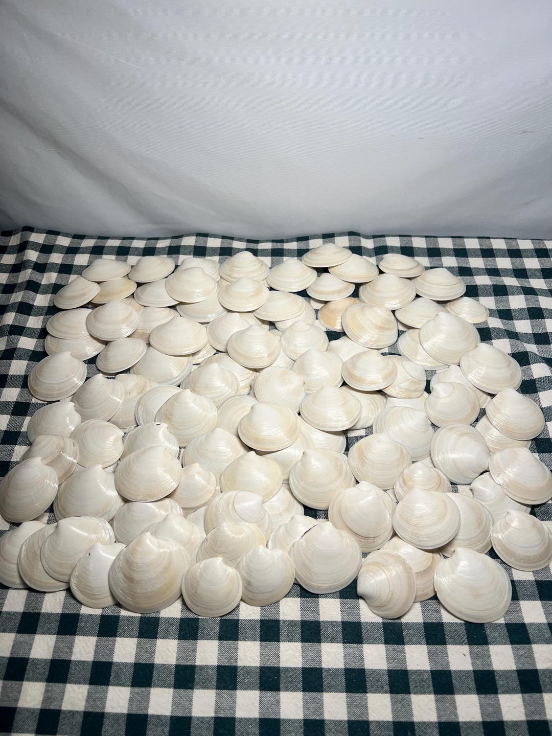 White Soft Clam Shells Dosinia Disk Florida Molluscs 1 1/2”-2” 20 in a ...