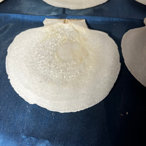 Scallop Shells - Etsy