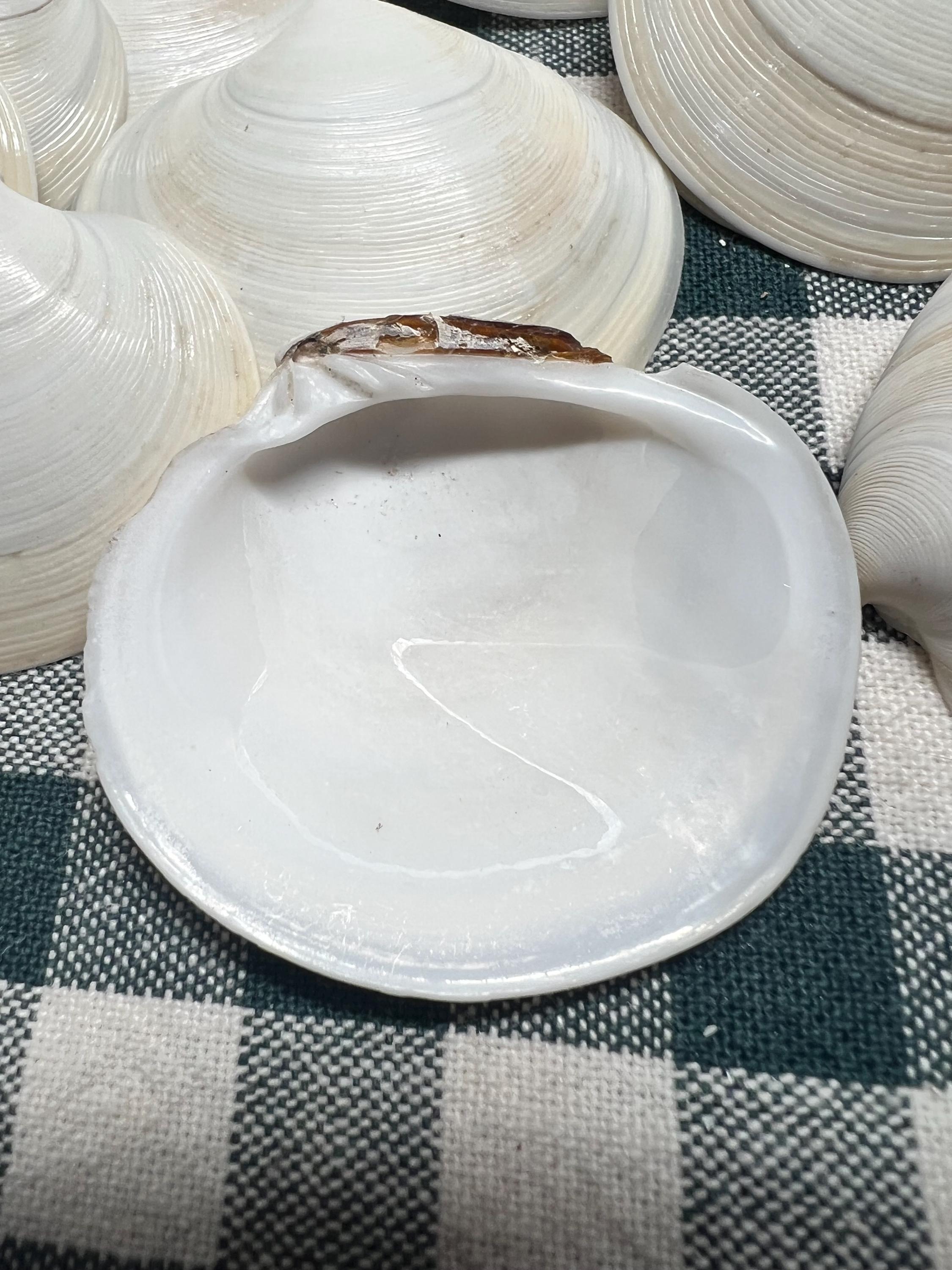 White Soft Clam Shells Dosinia Disk Florida Molluscs 1 1/2”-2” 20 in a ...