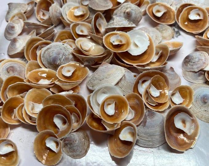 Umbrella Cap Shaped Limpet Shells Rare Deep Sea Umbraculum Lighfoot ...