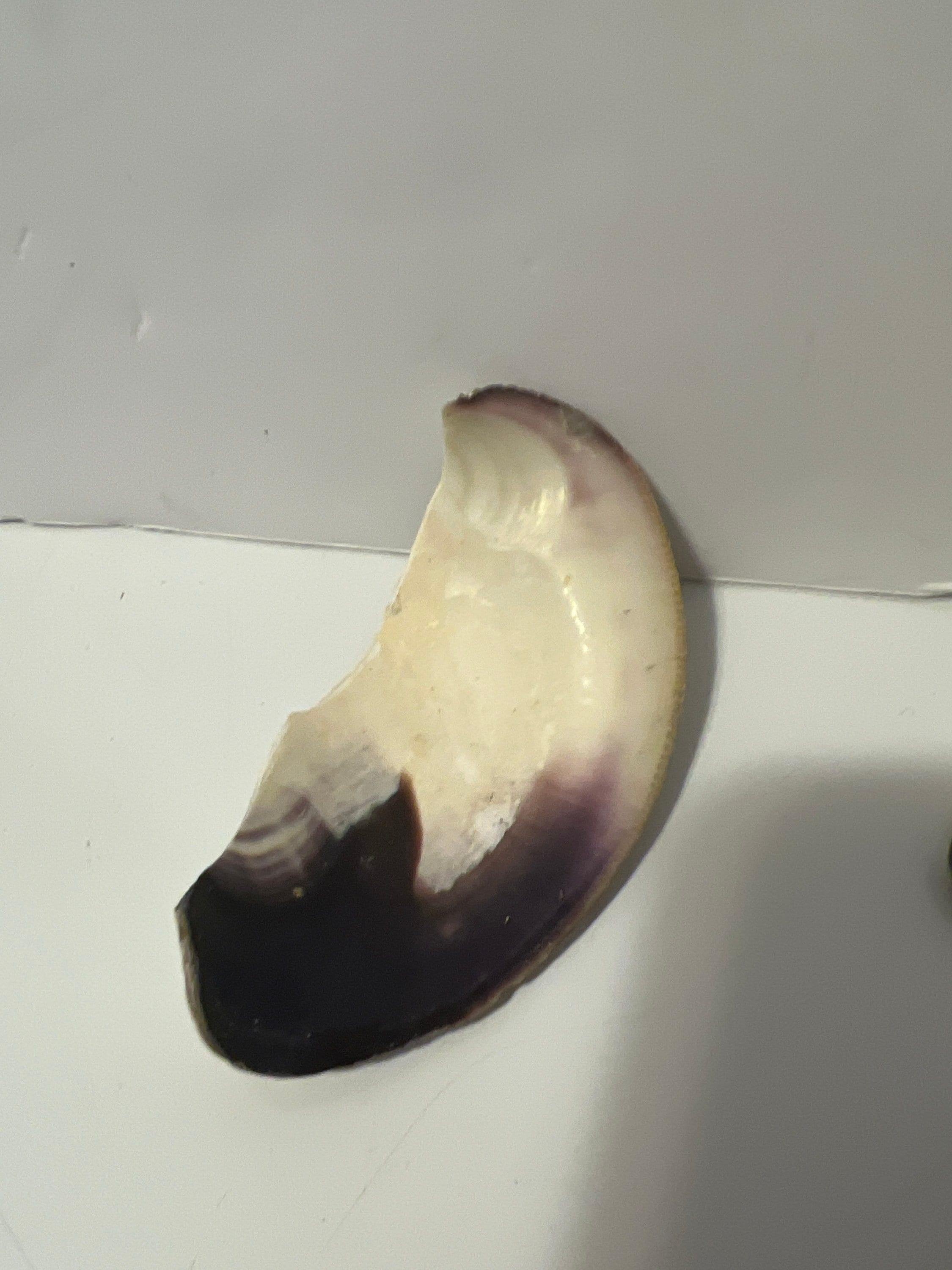 Quahog Clam Shell Wampum Small 25 Pieces 1/22 Naturally Ocean Tumbled ...