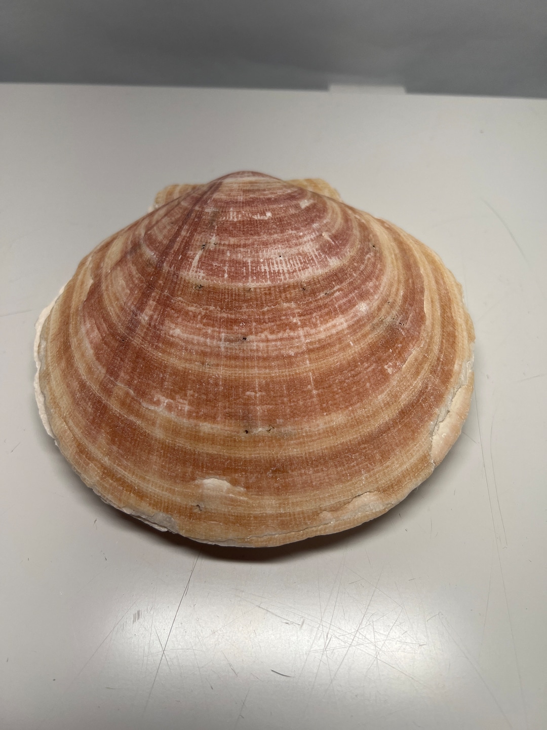 Scallop Shell Top and Bottom 5” W 2 1/2” H Lot #1 Deep Sea Atlantic ...
