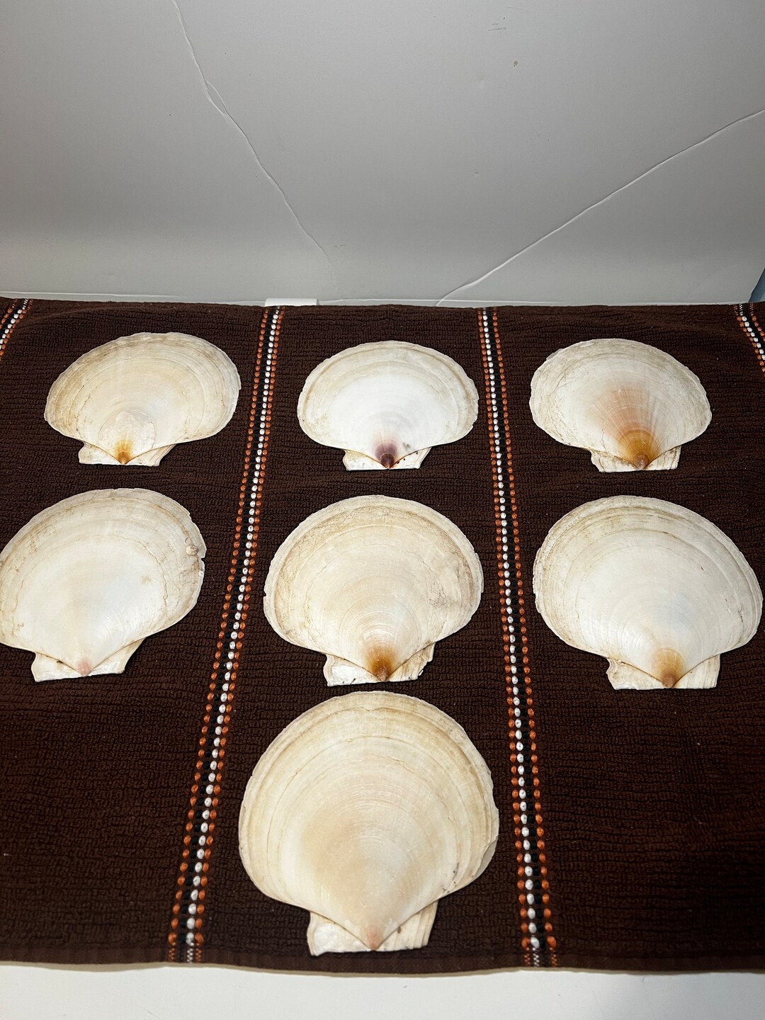 Scallops Shells Iridescent Inside Flat Bottom 7 Pieces 4”x4.5” Wide ...