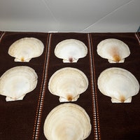24 Scottish Scallop Shells 11-13cm (flat) - Etsy UK
